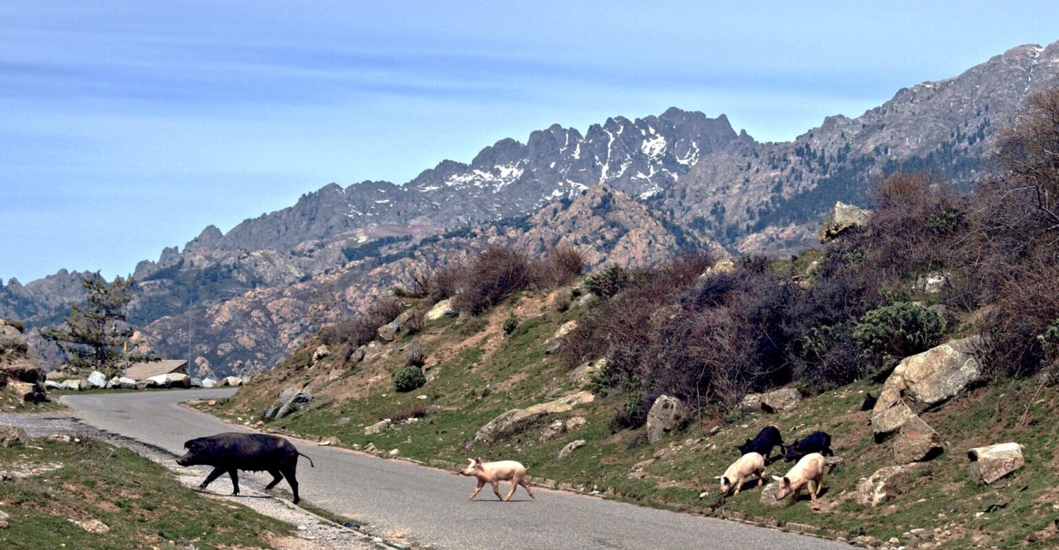 Cochon Corse : Une richesse traditionnelle et culturelle