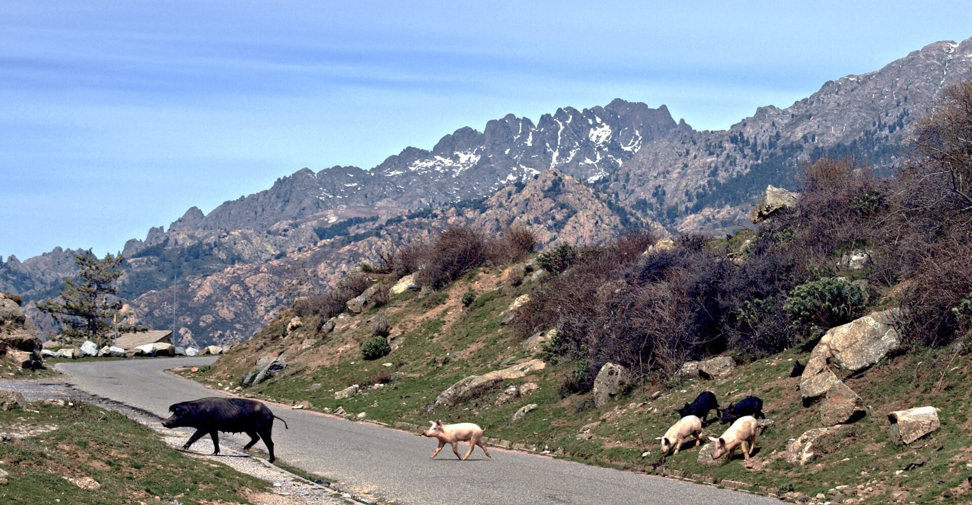 Cochon Corse : Une richesse traditionnelle et culturelle